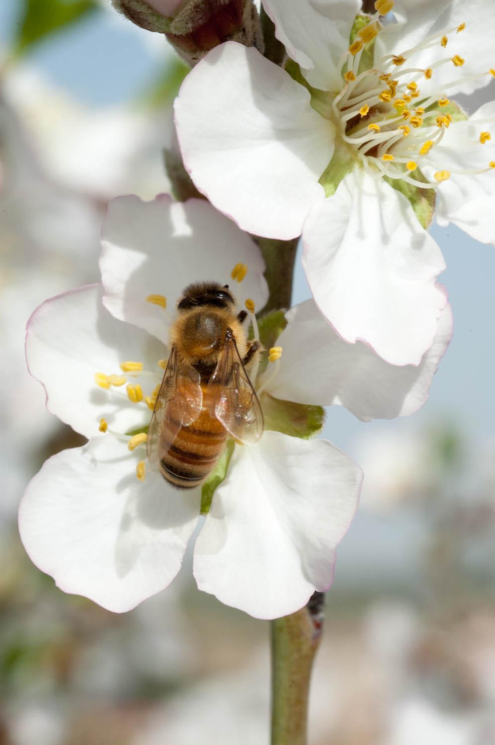 איציק ביניונסקי - צילומי טבע ונוף