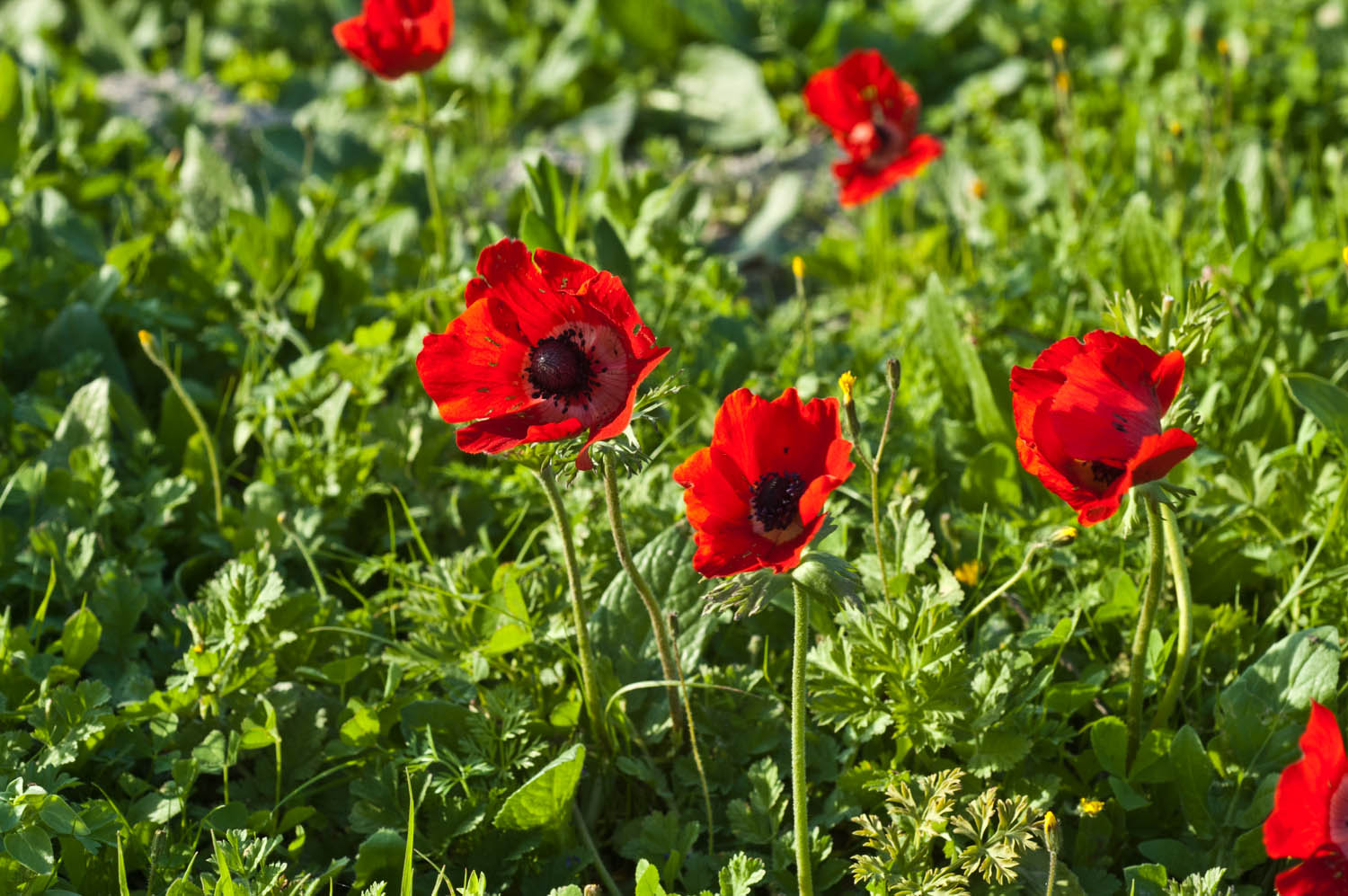 איציק ביניונסקי - צילומי טבע ונוף