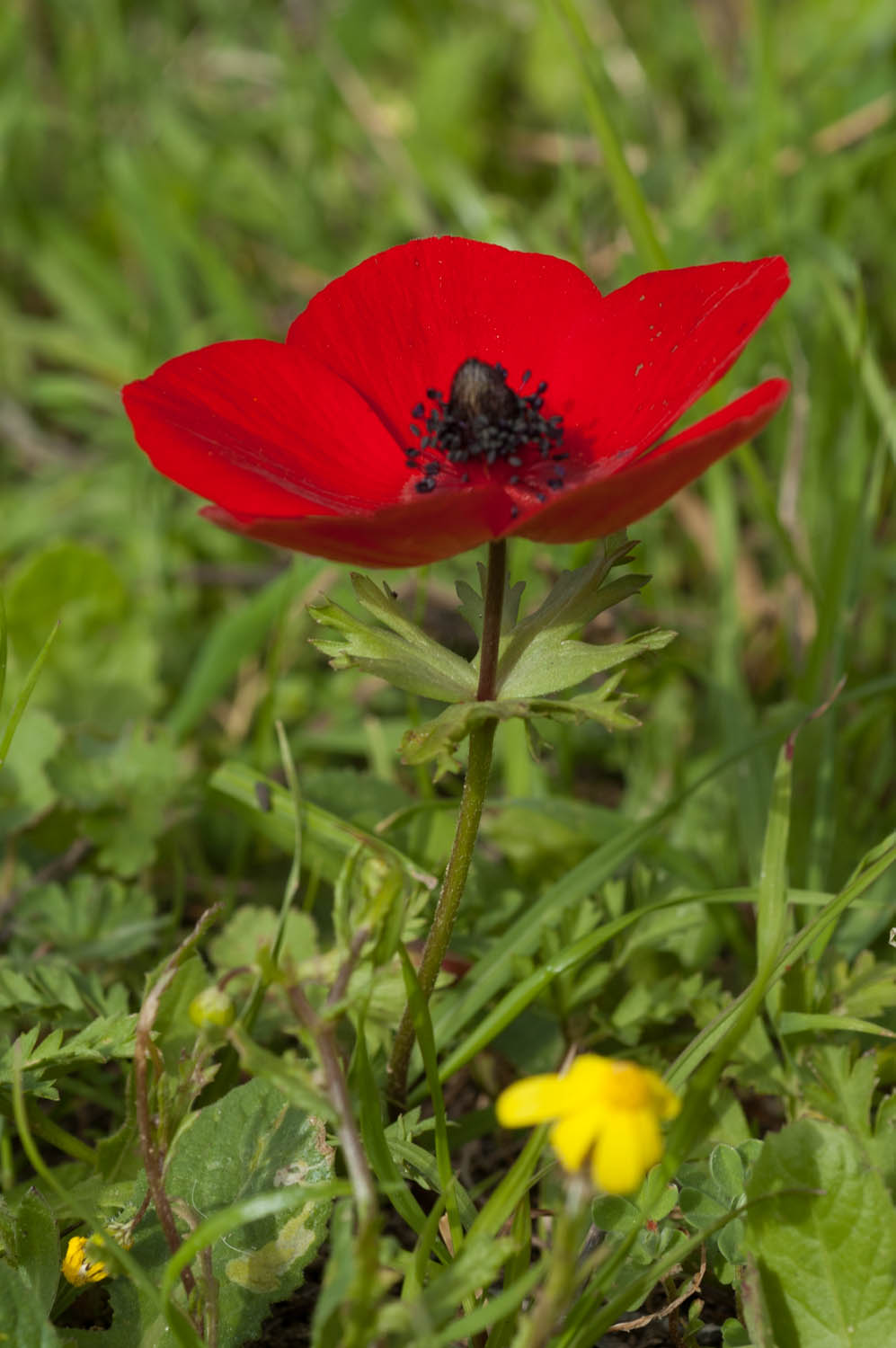 איציק ביניונסקי - צילומי טבע ונוף