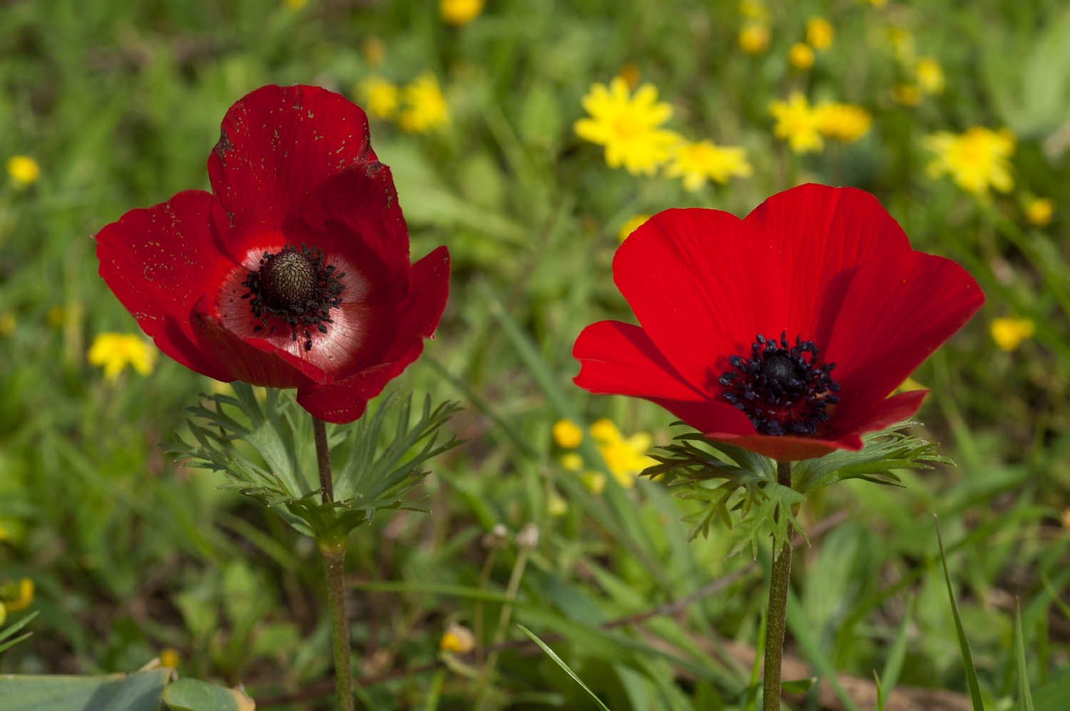 איציק ביניונסקי - צילומי טבע ונוף
