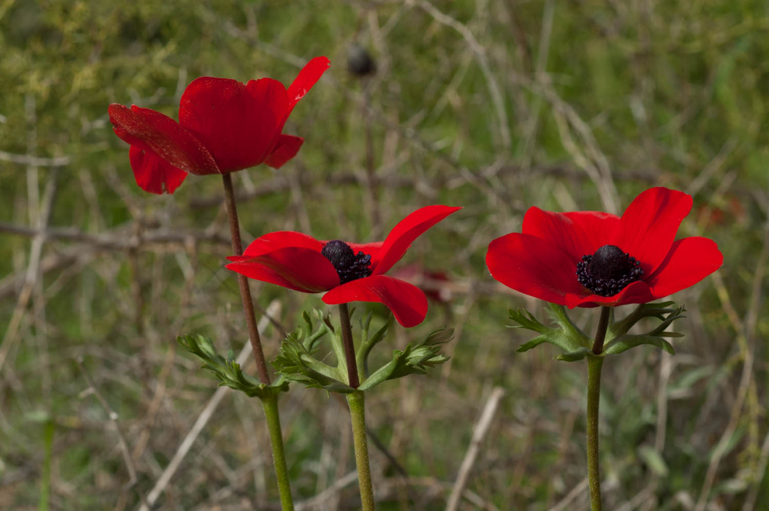 איציק ביניונסקי - צילומי טבע ונוף