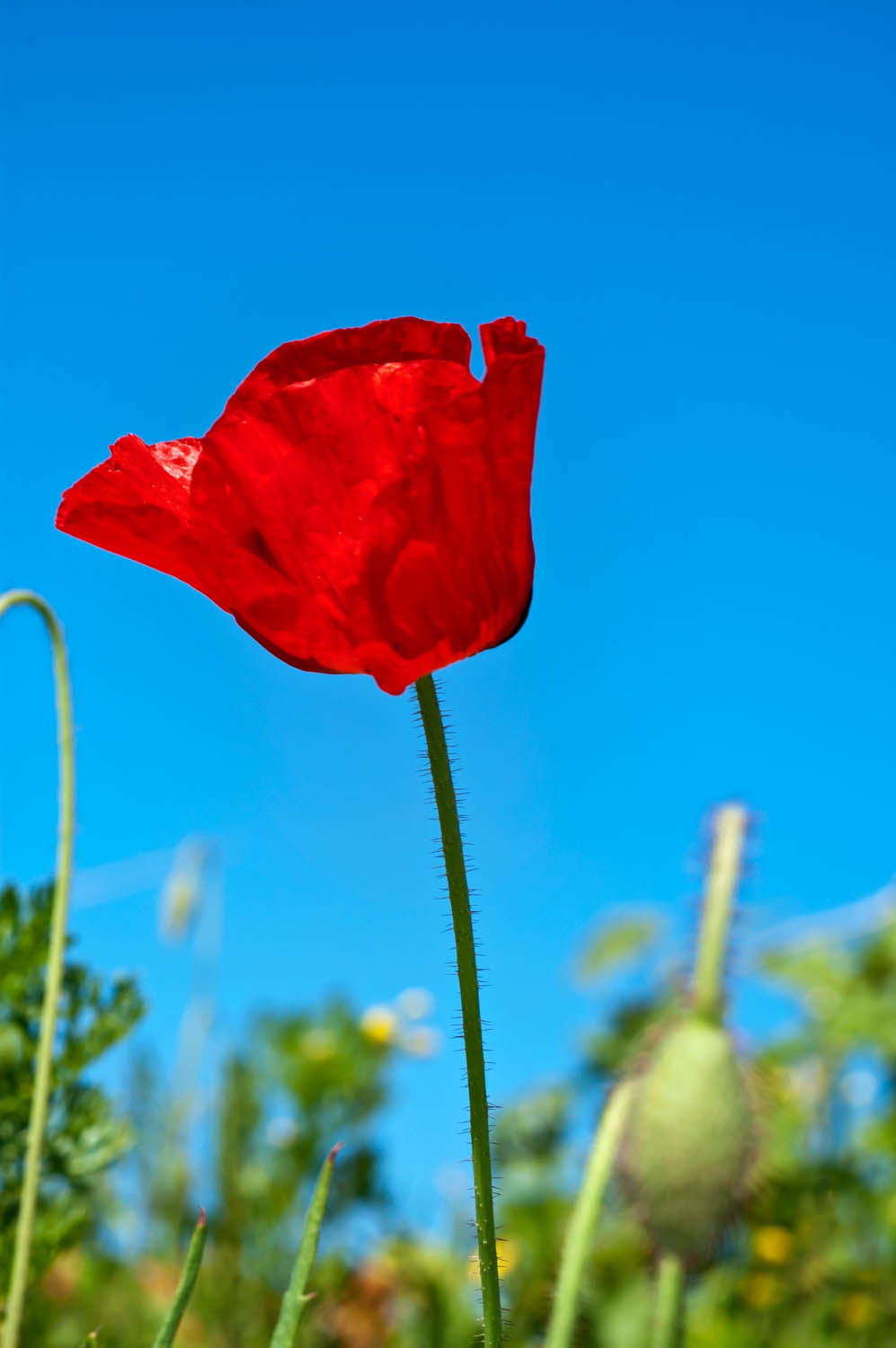 איציק ביניונסקי - צילומי טבע ונוף