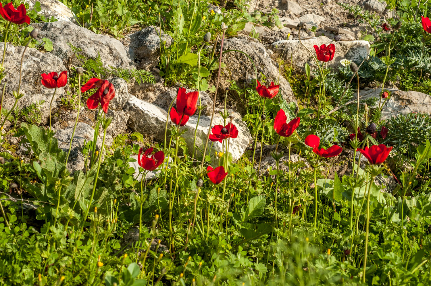 איציק ביניונסקי - צילומי טבע ונוף