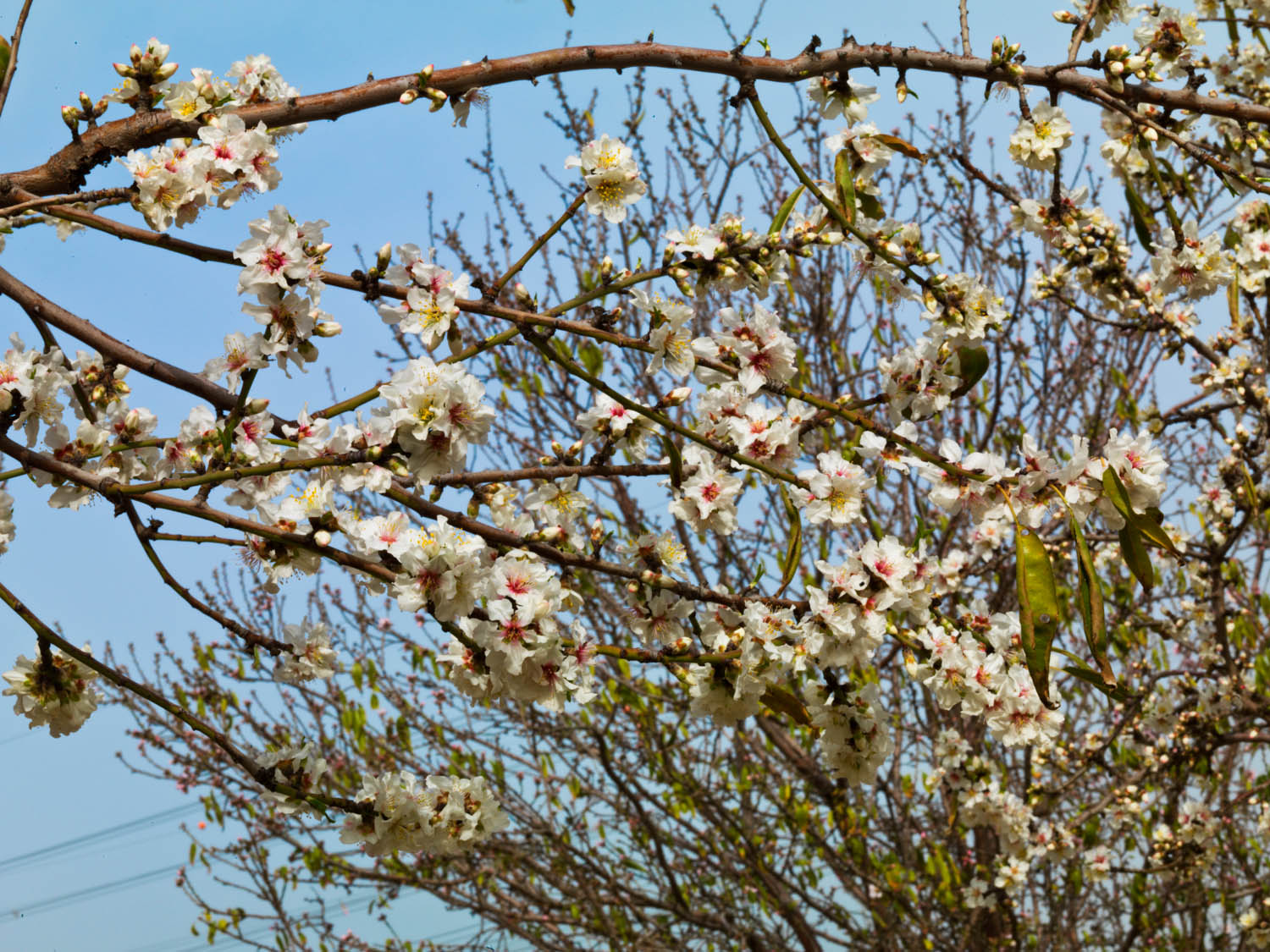 איציק ביניונסקי - צילומי טבע ונוף