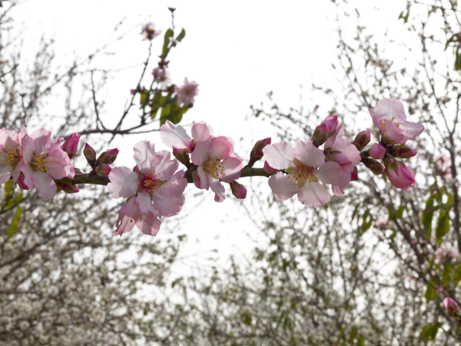 איציק ביניונסקי - צילומי טבע ונוף