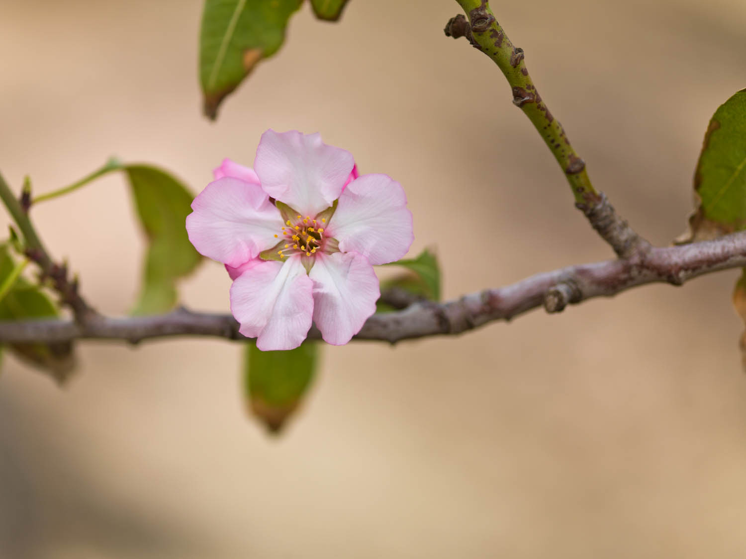 איציק ביניונסקי - צילומי טבע ונוף