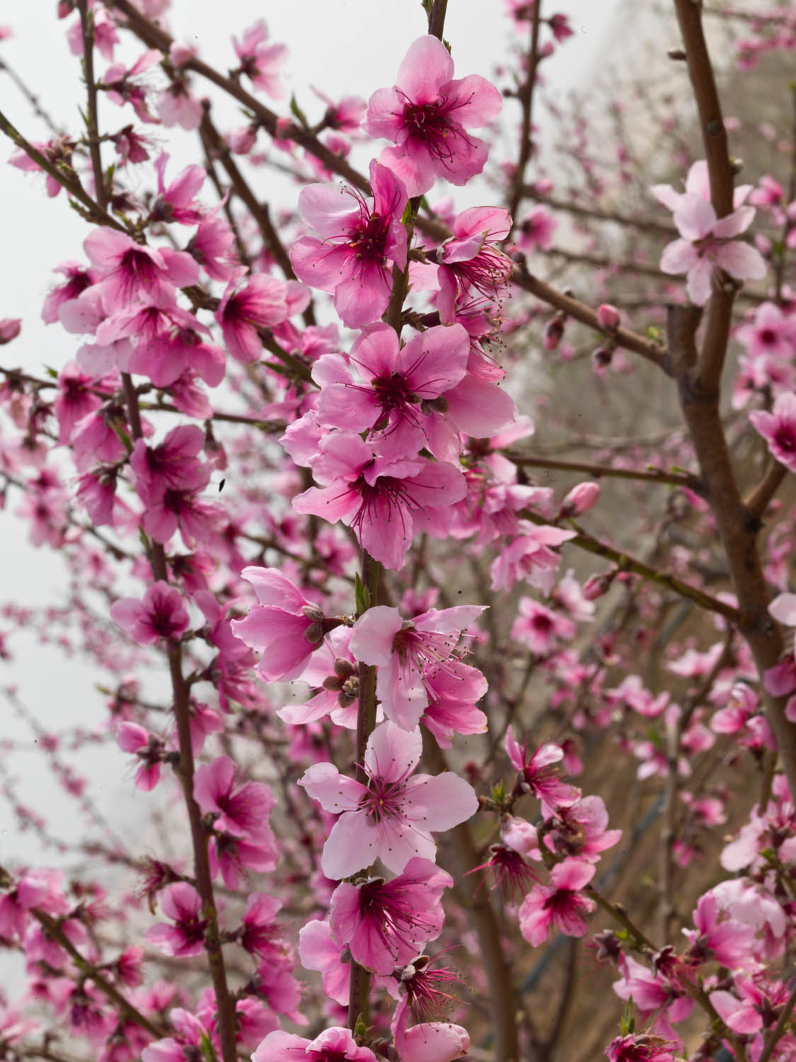 איציק ביניונסקי - צילומי טבע ונוף