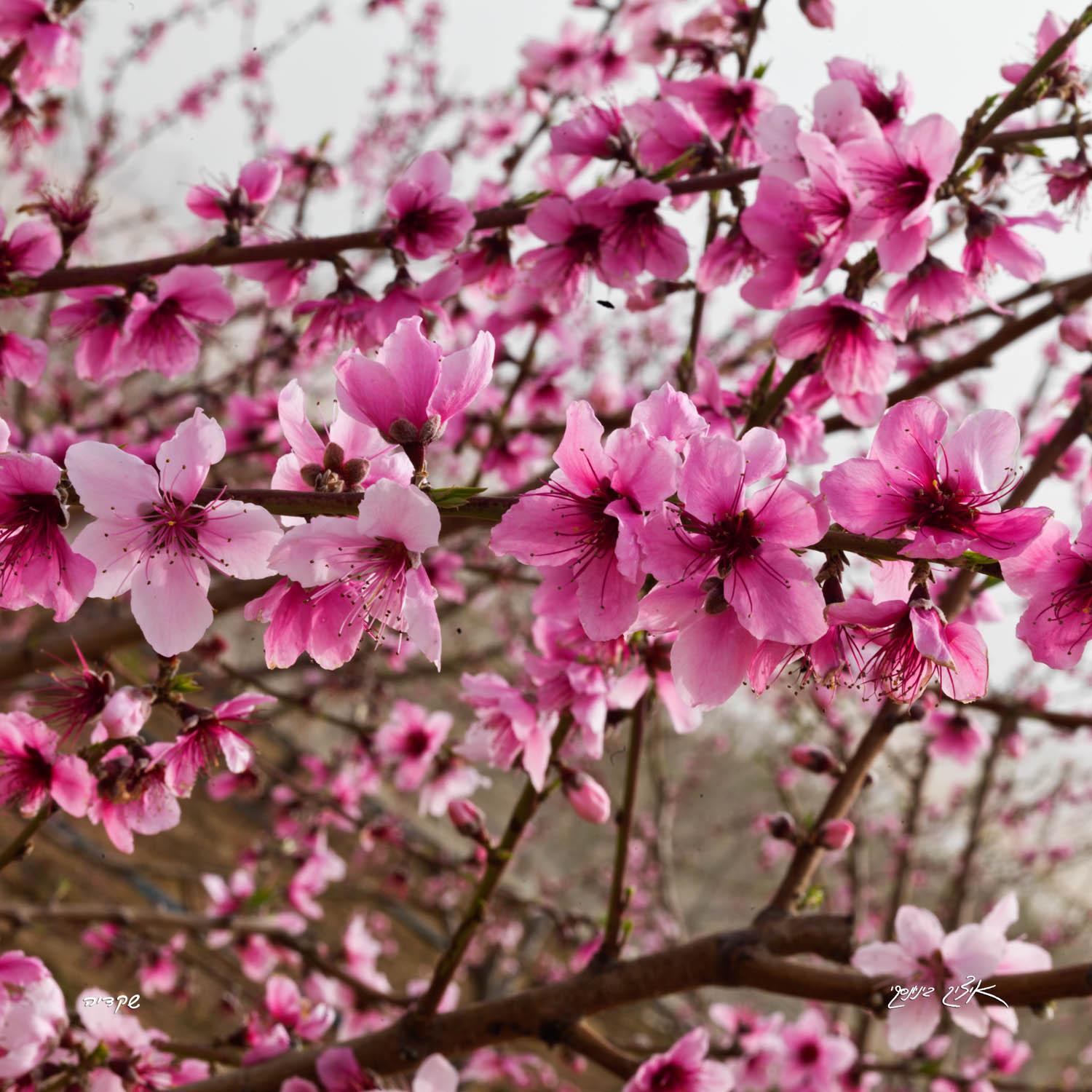איציק ביניונסקי - צילומי טבע ונוף