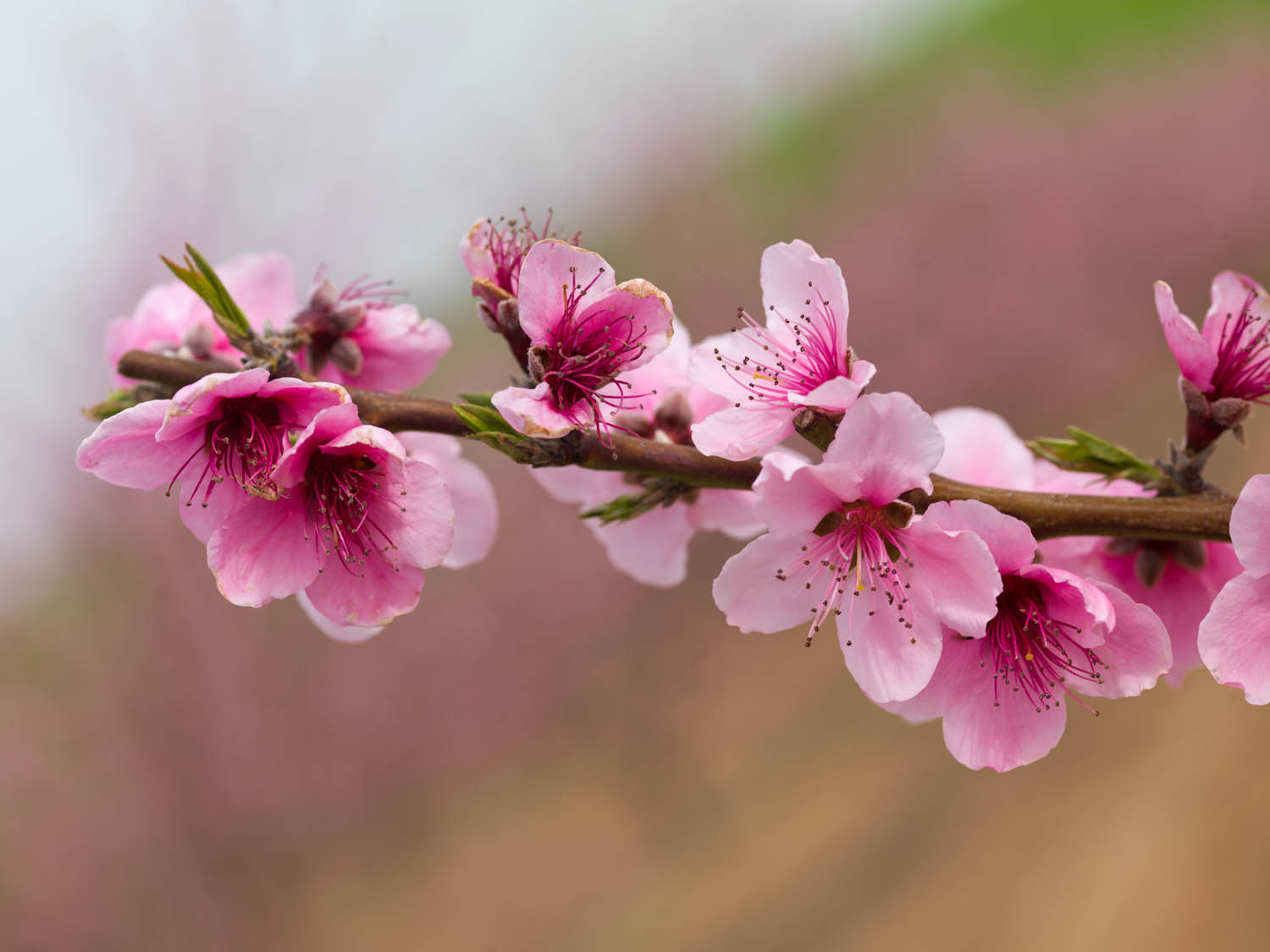 איציק ביניונסקי - צילומי טבע ונוף