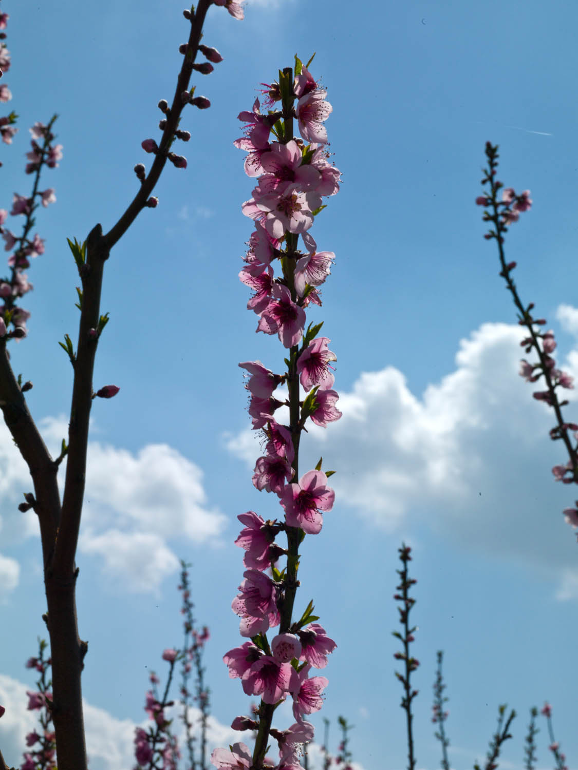 איציק ביניונסקי - צילומי טבע ונוף