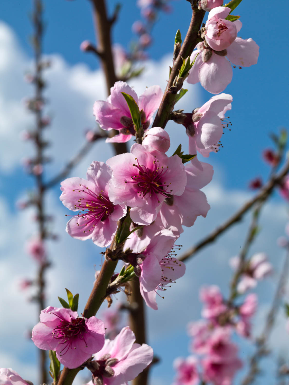 איציק ביניונסקי - צילומי טבע ונוף