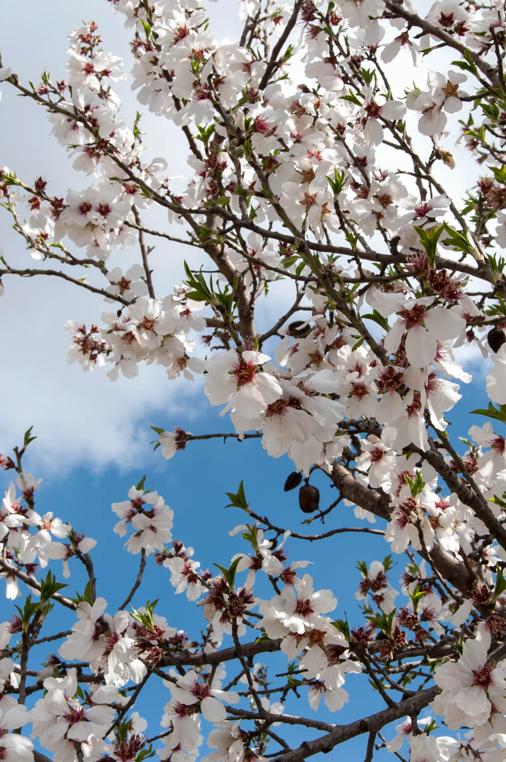 איציק ביניונסקי - צילומי טבע ונוף
