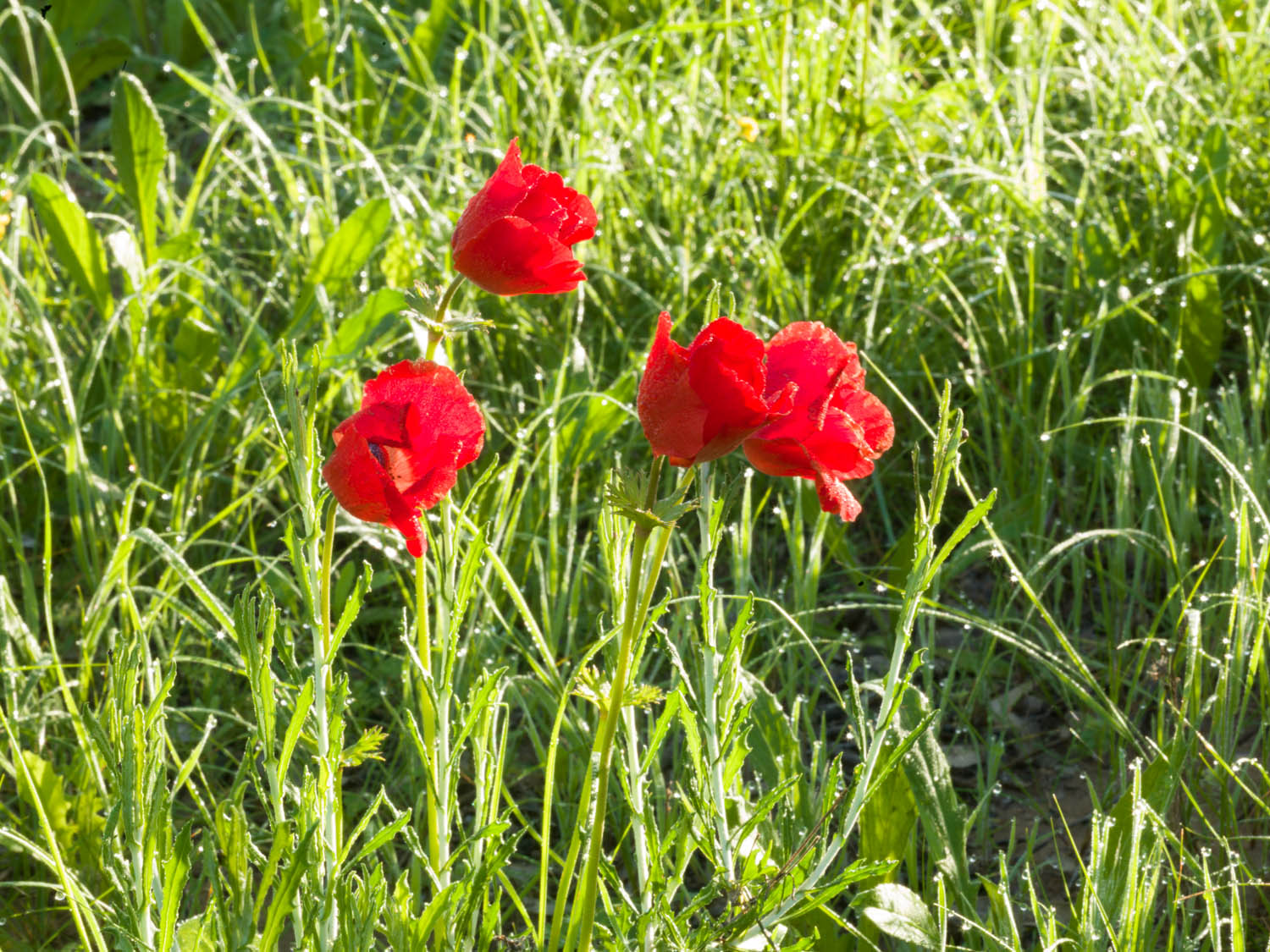 איציק ביניונסקי - צילומי טבע ונוף
