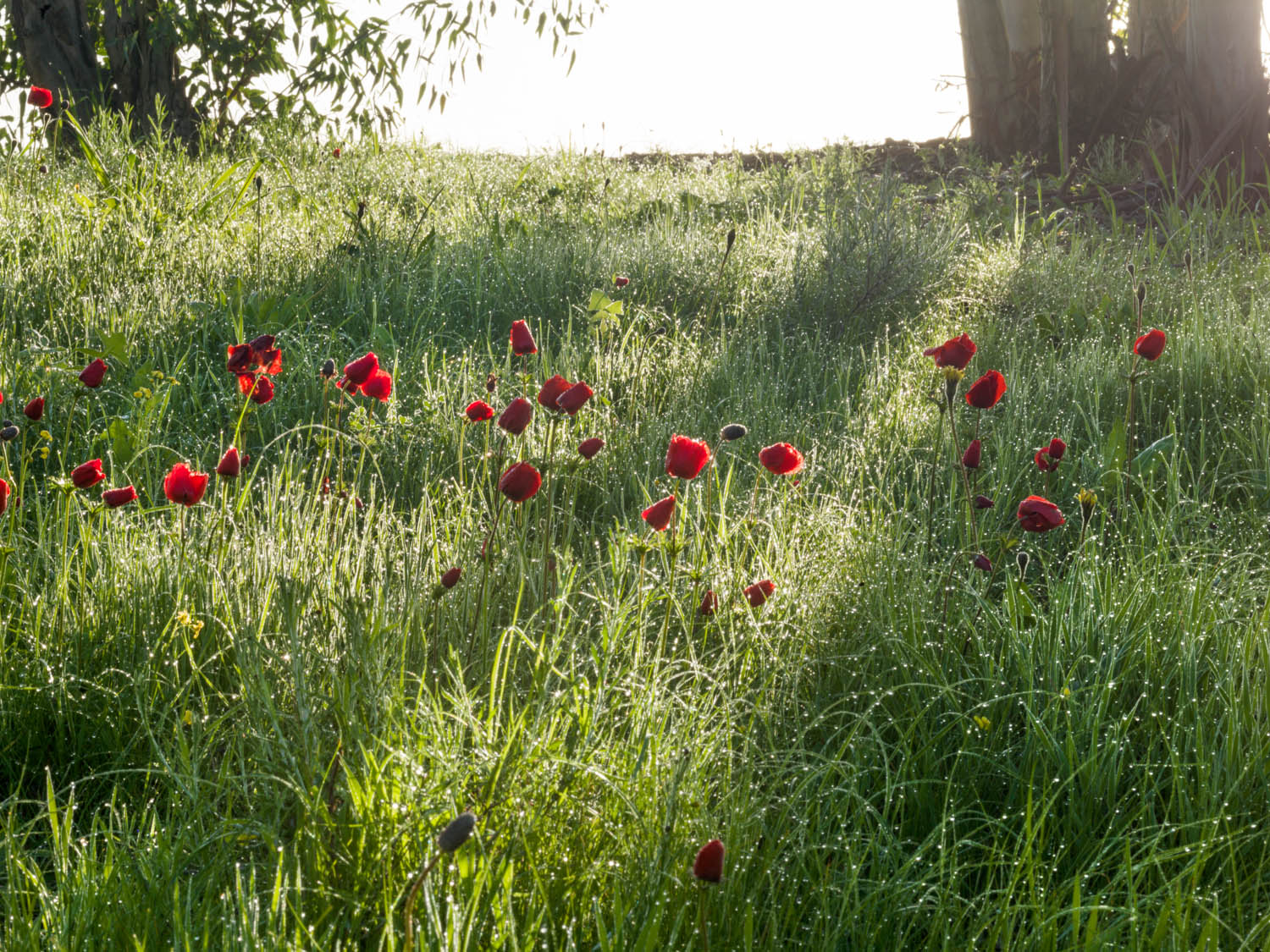 איציק ביניונסקי - צילומי טבע ונוף