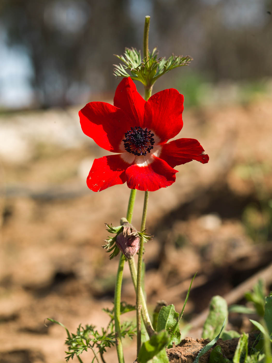 איציק ביניונסקי - צילומי טבע ונוף