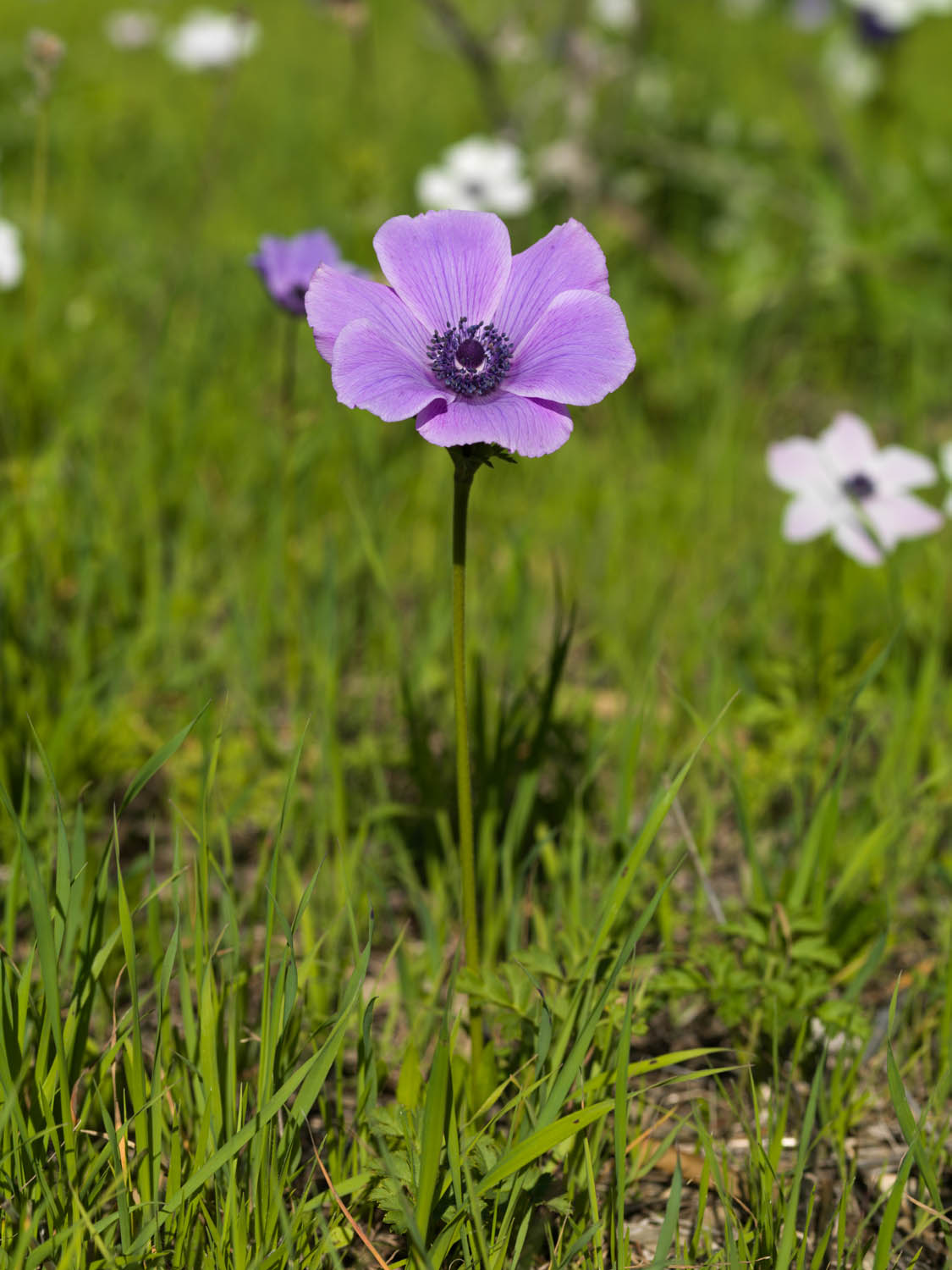 איציק ביניונסקי - צילומי טבע ונוף