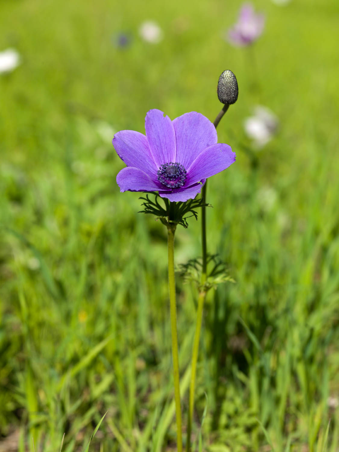 איציק ביניונסקי - צילומי טבע ונוף