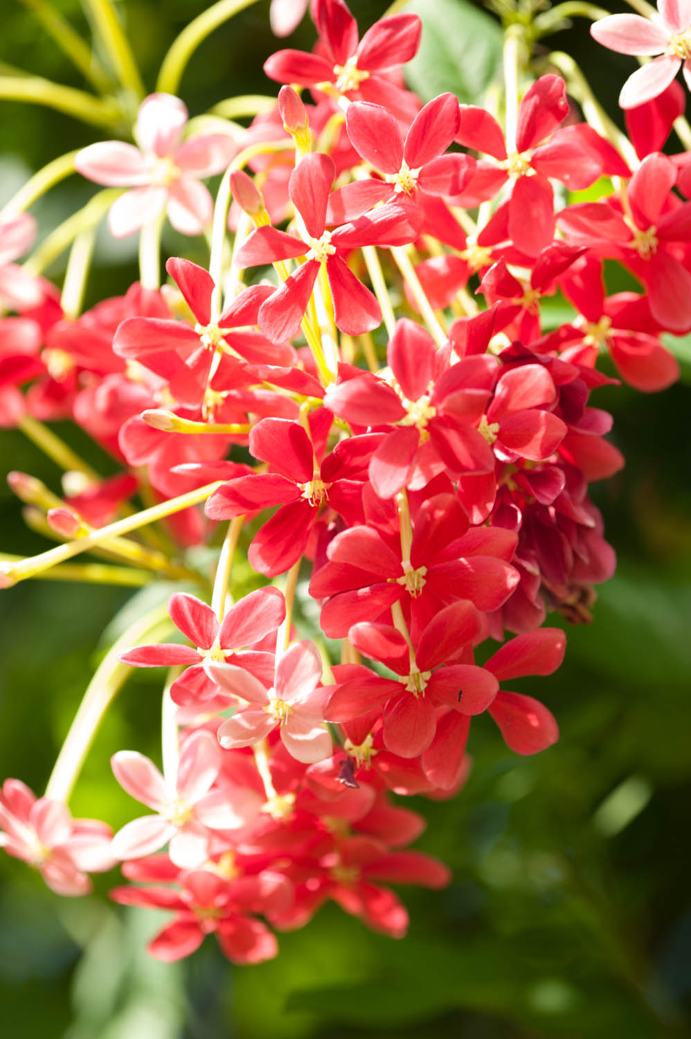 פרחים אדומים | הדפסת תמונות על קנבס | איציק בניונסקי